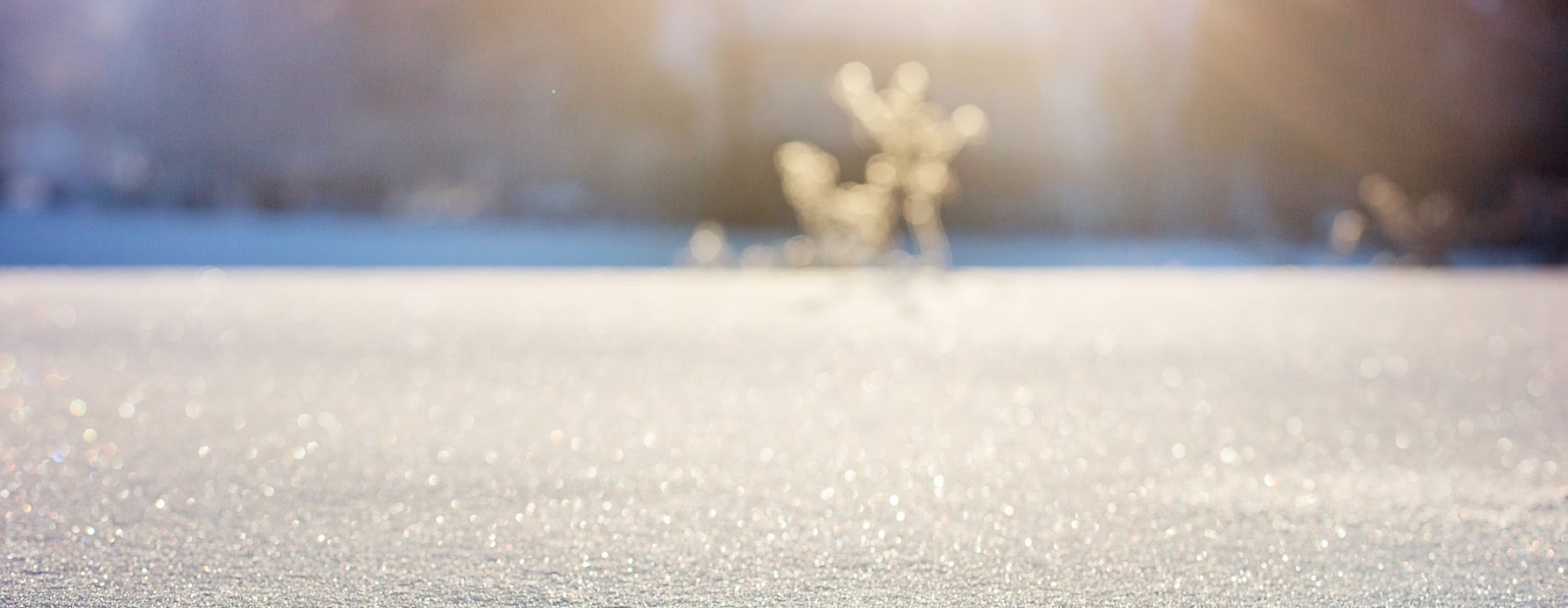 New Year's Day - Absolute Waste Removal