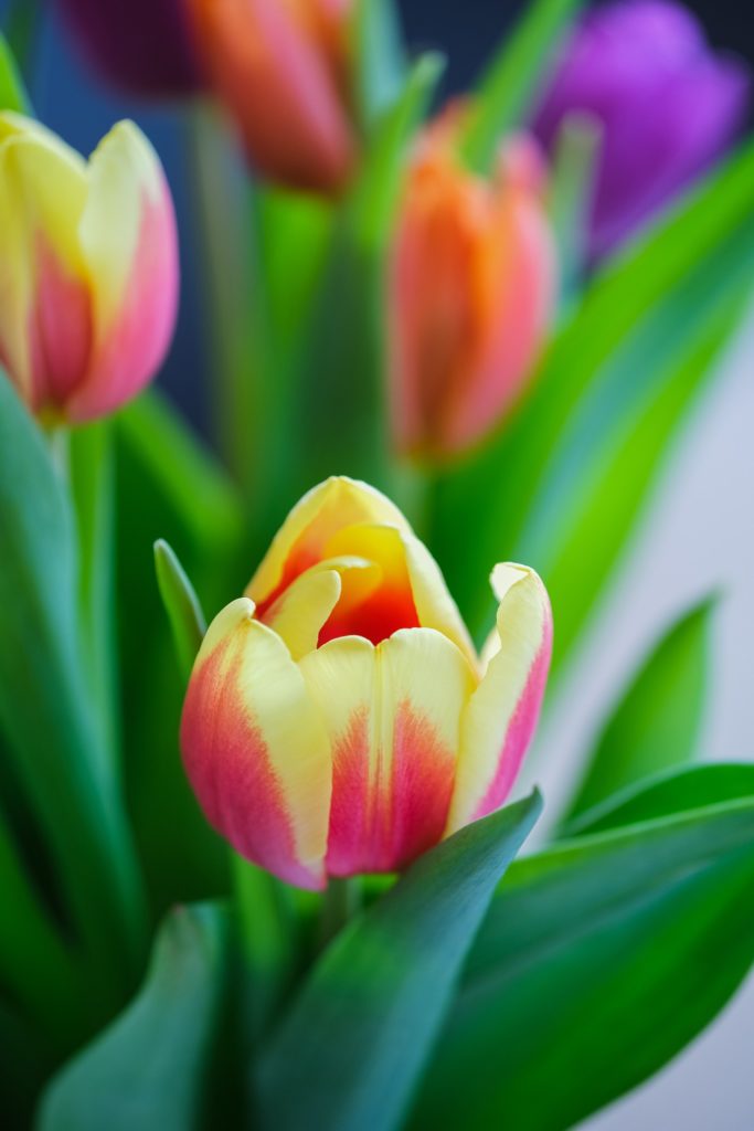 Absolute Waste Removal - Responsive and dependable refuse services